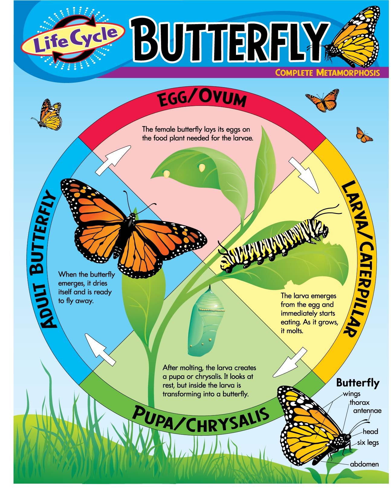 Life Cycle Of A Butterfly Kulturaupice