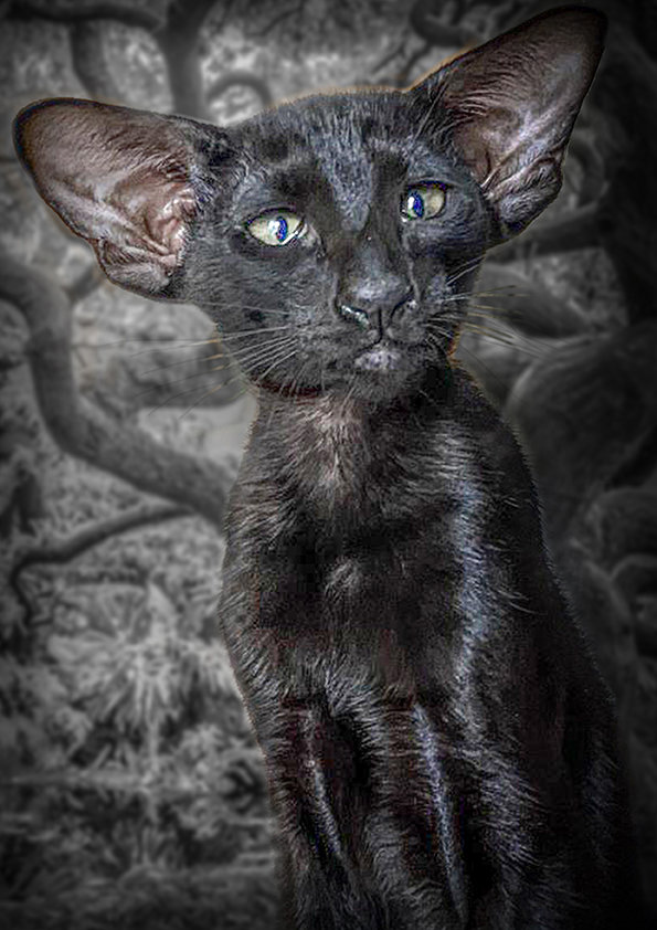 Opium the cat by James Benjamin at Coroflot.com