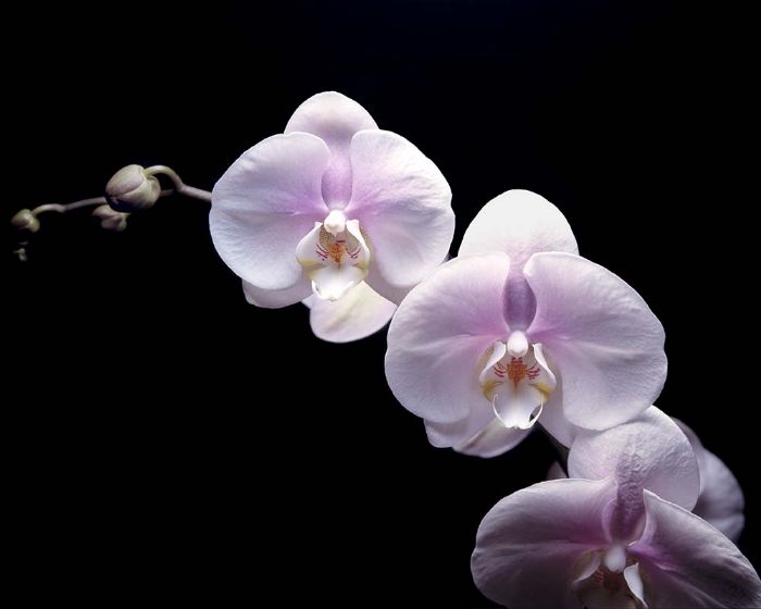 Conceptual by Stephanie Lipscomb at Coroflot.com