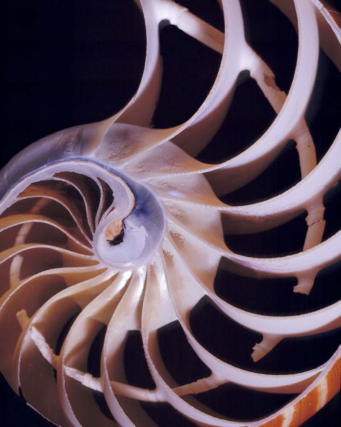 Conceptual by Stephanie Lipscomb at Coroflot.com