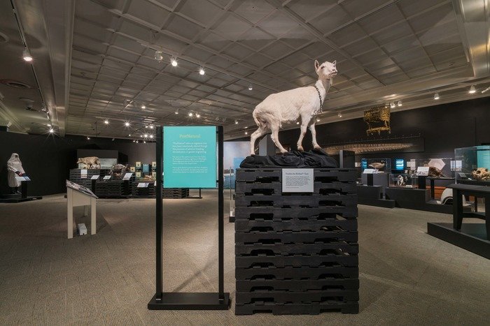 Carnegie Museum of Natural History: 35,000sf galleries renovation over ...