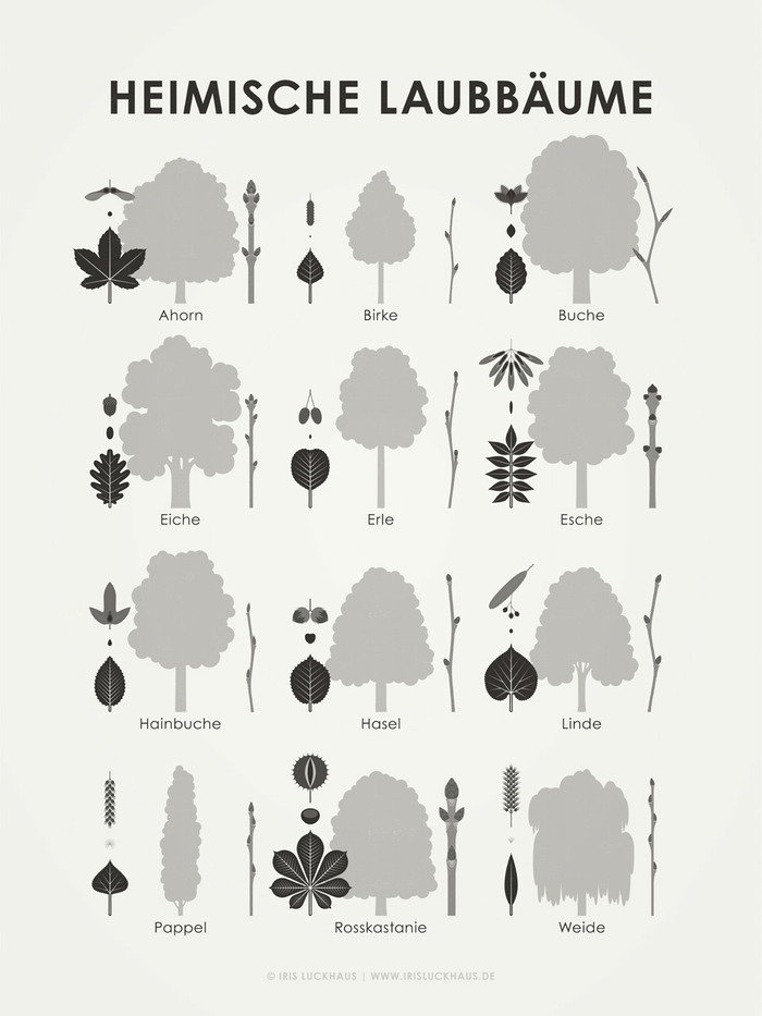 European Foliage Trees Identification Chart #FoliageTrees by Iris ...