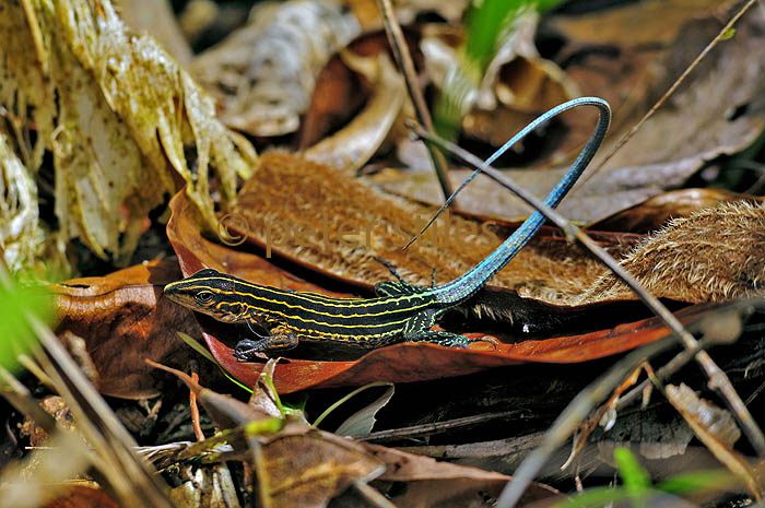 WILDLIFE COLOMBIA by Peter Stiles at Coroflot.com