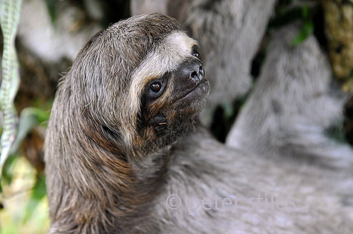 WILDLIFE COLOMBIA by Peter Stiles at Coroflot.com