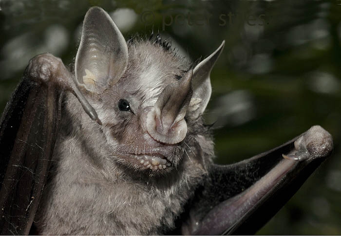 WILDLIFE COLOMBIA by Peter Stiles at Coroflot.com