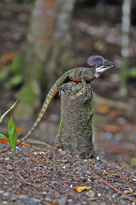 WILDLIFE COLOMBIA by Peter Stiles at Coroflot.com