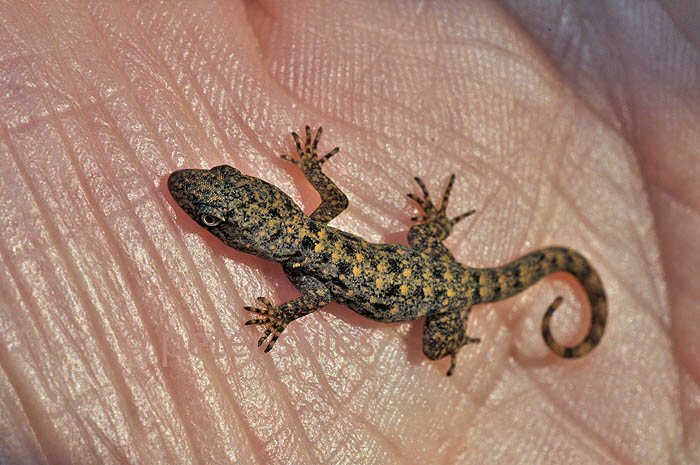 WILDLIFE COLOMBIA by Peter Stiles at Coroflot.com