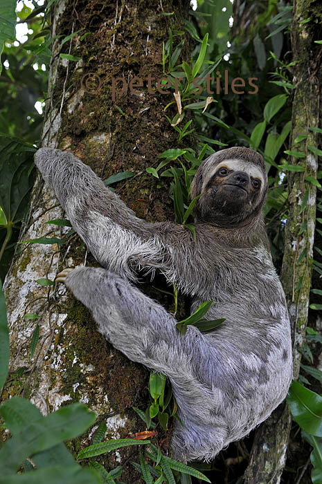 WILDLIFE COLOMBIA by Peter Stiles at Coroflot.com