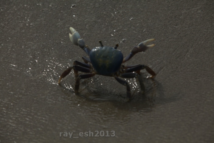 Peurto Rico 2014 by ray esh at Coroflot.com