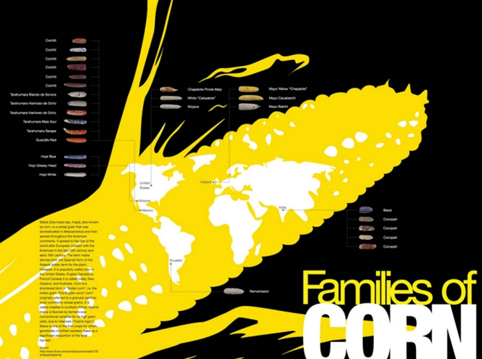 graphic design by Fiona Ho at Coroflot.com