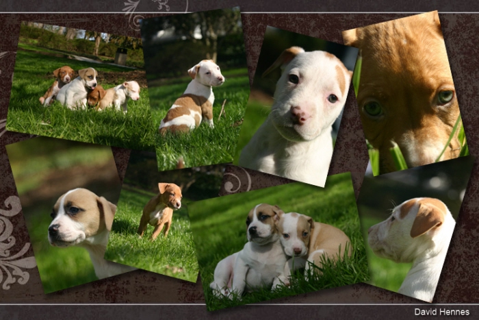 An upload by David Hennes on Coroflot: to the project Photography by ...