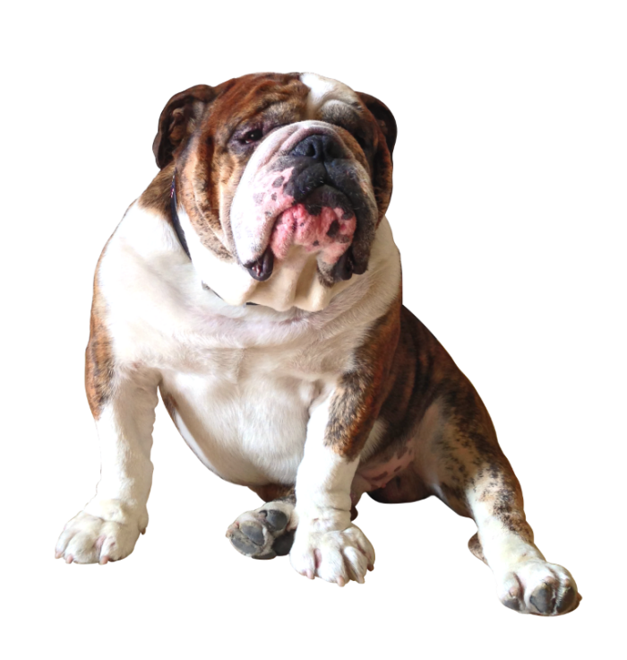 Beautiful Bulldogs™ - Coffee Table Book by Karina Vladi Abramian at ...
