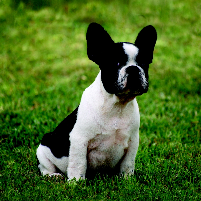 Beautiful Bulldogs™ - Coffee Table Book by Karina Vladi Abramian at ...