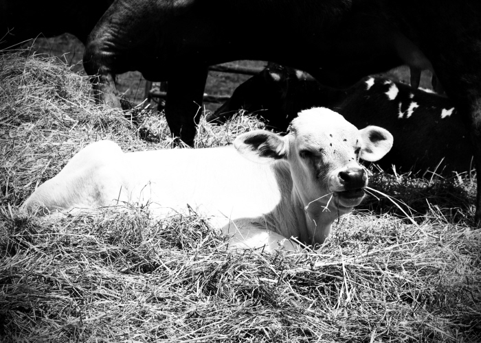 An upload by Jessica Flax on Coroflot: to the project Photography