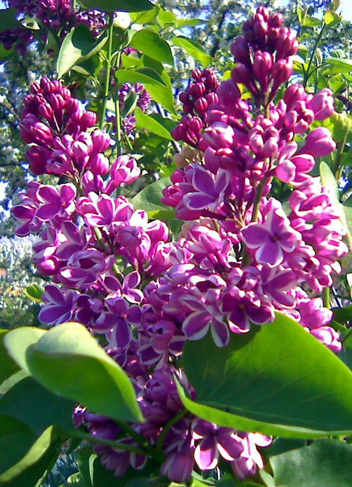 A Fragrance of Lilac Time at Lilacia Park by Gardenia C. Hung-Wittler ...