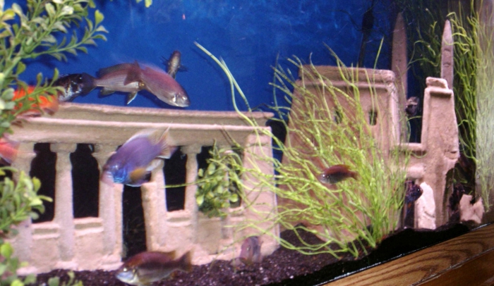 Egyptian Ruin Sculpture for a 75-Gal Aquarium by Jim Henceroth at ...