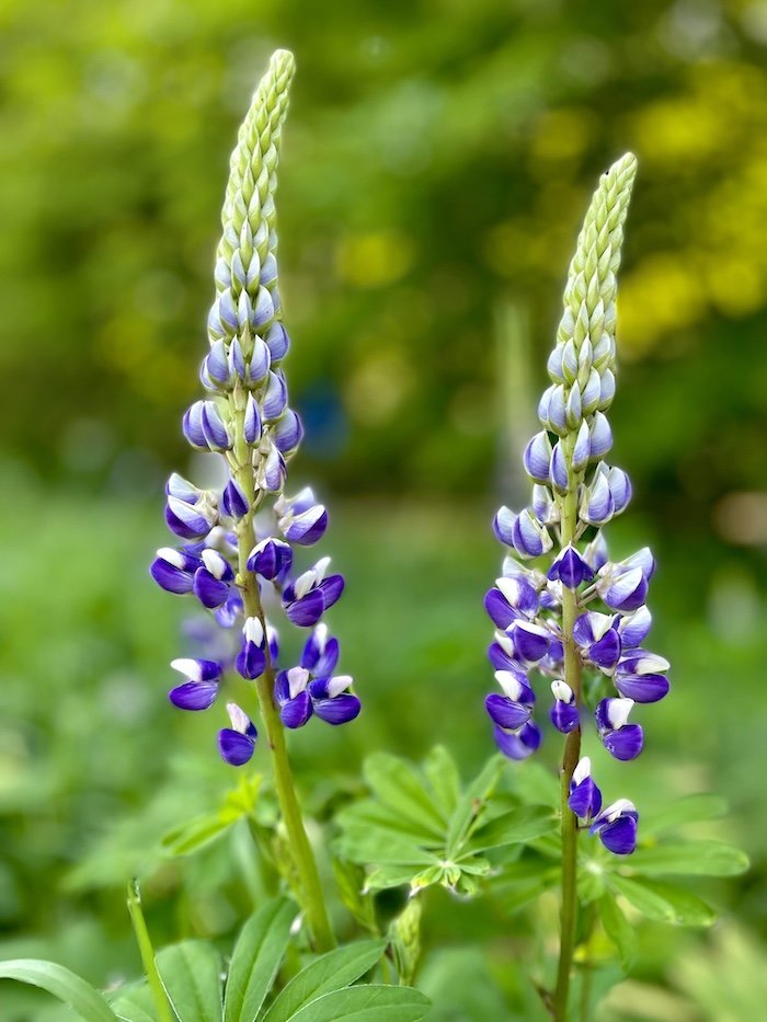 An upload by Mary Schepis Johnson on Coroflot: to the project ...