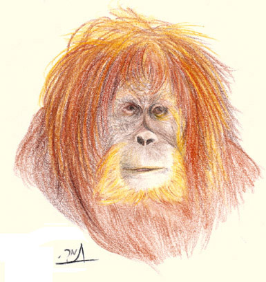 An upload by Tamar Gur on Coroflot: to the project Crayons - Color Pencil