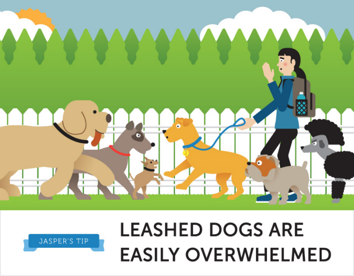 An upload by Matt Opsahl on Coroflot: to the project Jasper's Dog Park