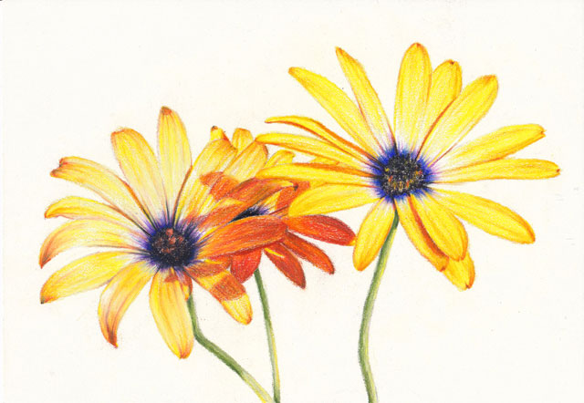 flowers by Melissa Gabso at Coroflot.com