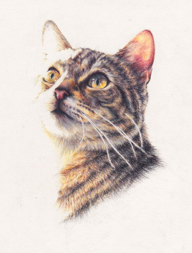 animals by Melissa Gabso at Coroflot.com