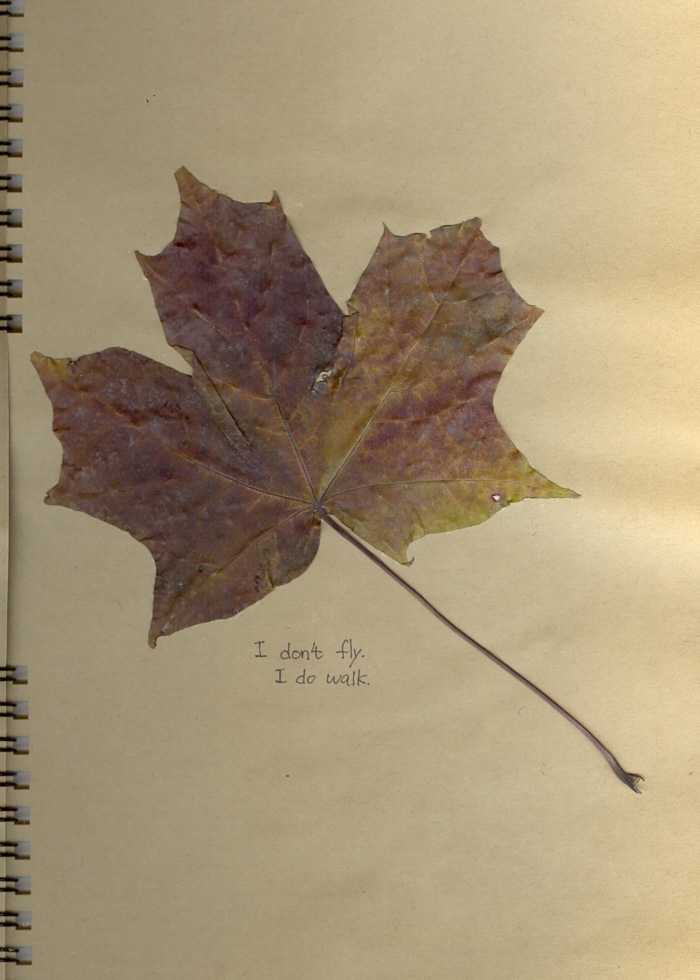 My Leaf Sketch Book by Naomi Kasahara at Coroflot.com