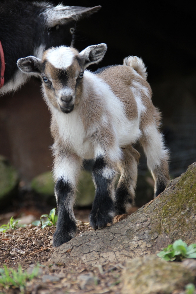 Portfolio by Krista Scott at Coroflot.com