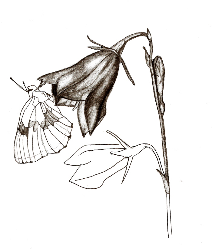 private drawings by Mirja Lutz at Coroflot.com