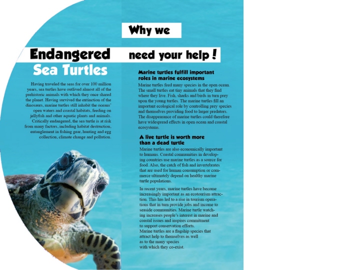 Minnesota Zoo Sea Turtles Exhibit 2 by Jake Anderson at Coroflot.com