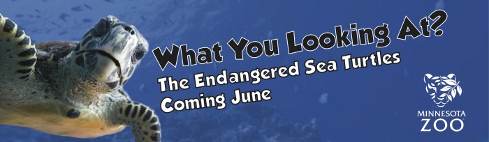 Minnesota Zoo Sea Turtles Exhibit by Jake Anderson at Coroflot.com