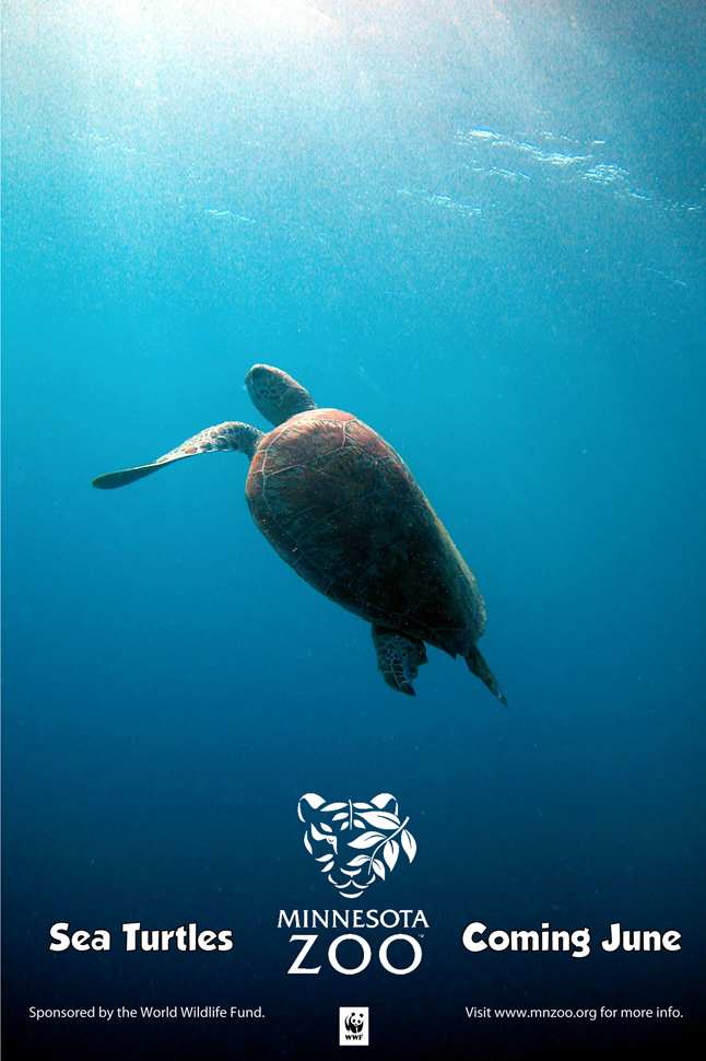 Minnesota Zoo Sea Turtles Exhibit by Jake Anderson at Coroflot.com