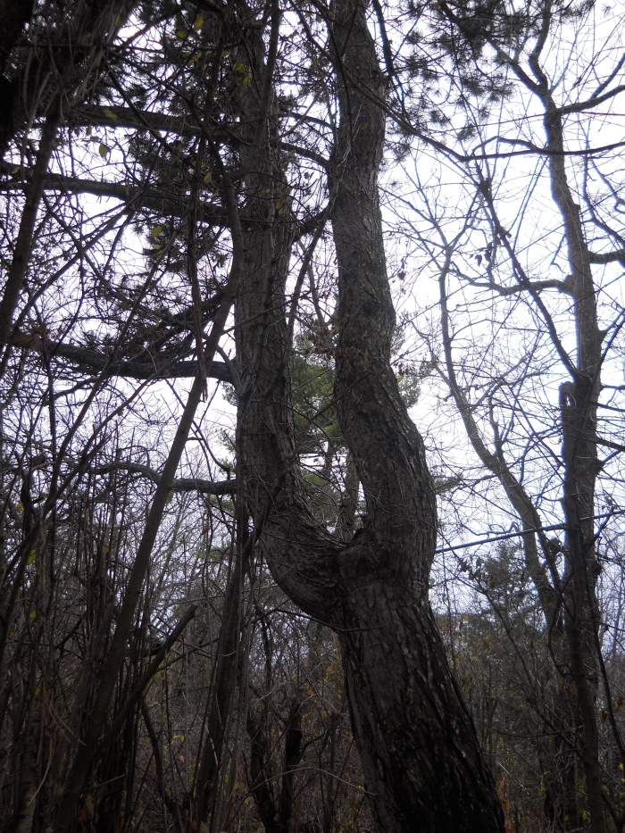 An upload by Mairenn Fi on Coroflot: to the project homage shoot