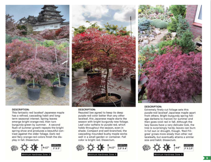 Real Client: Rare Tree Nursery - Catalog by PakYin Chan at Coroflot.com