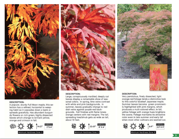 Real Client: Rare Tree Nursery - Catalog by PakYin Chan at Coroflot.com