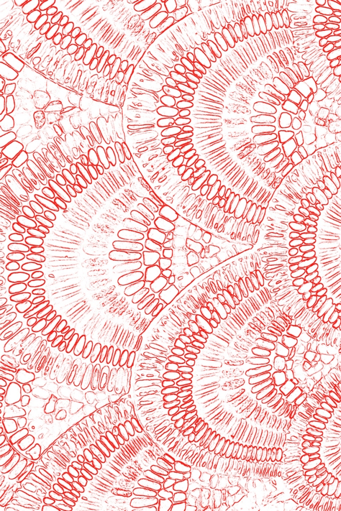 pea-patterns by ashish kumar at Coroflot.com