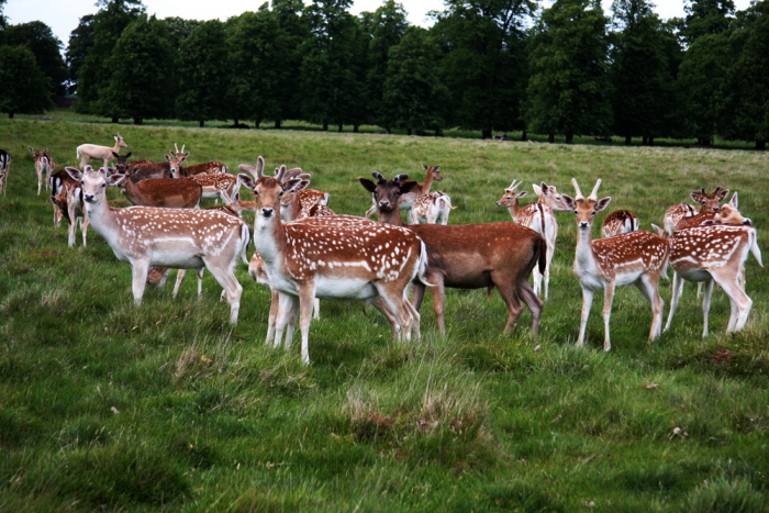 Digital Photos by Zoltan Major at Coroflot.com