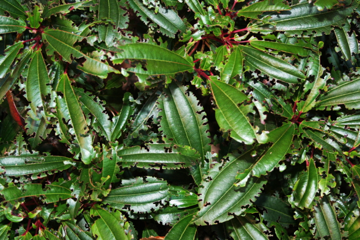 Digital Photos by Zoltan Major at Coroflot.com