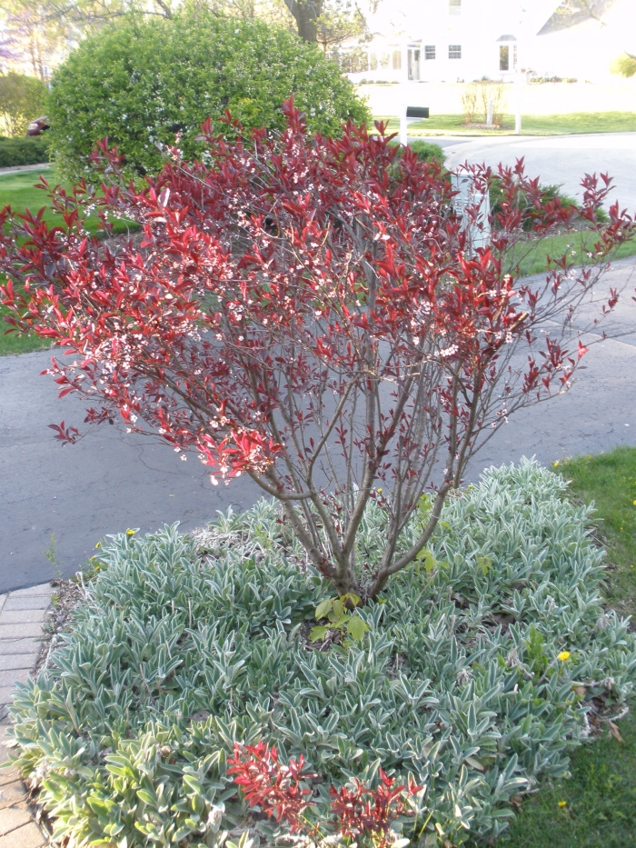 Homage Shoot by Ryan Gu at Coroflot.com