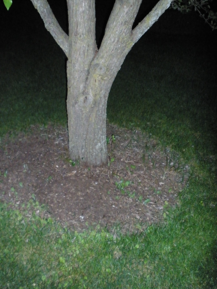 An upload by Ryan Gu on Coroflot: to the project Night Shoot