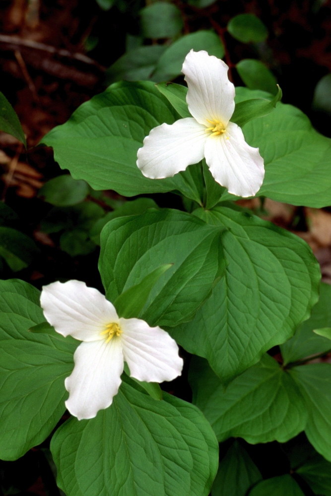 An upload by Max Grogan on Coroflot: to the project Nature 1