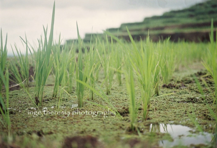 NATURE by Inge Theresia Photography at Coroflot.com