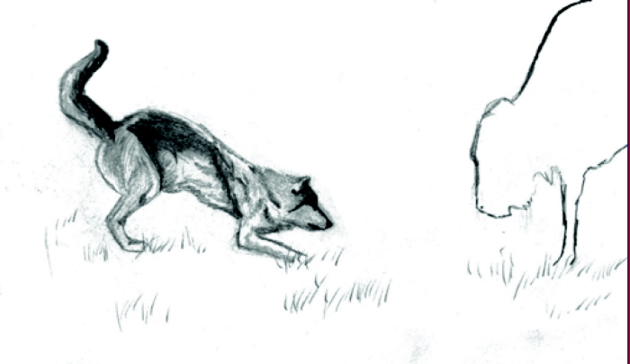 Wolves & Bison by Rebecca Davis at Coroflot.com