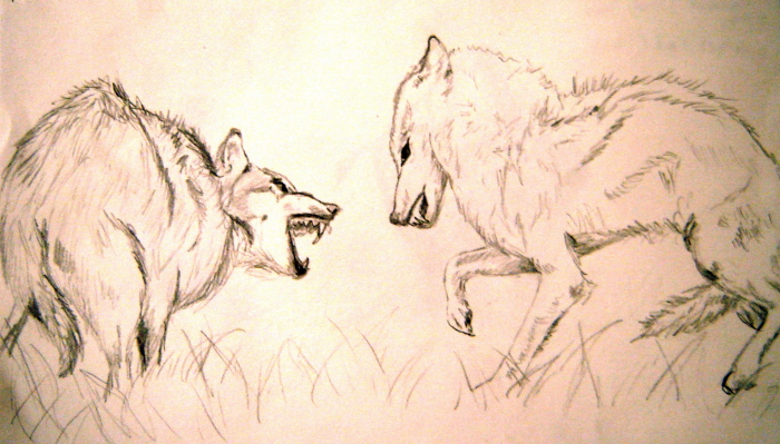 Wolves & Bison by Rebecca Davis at Coroflot.com