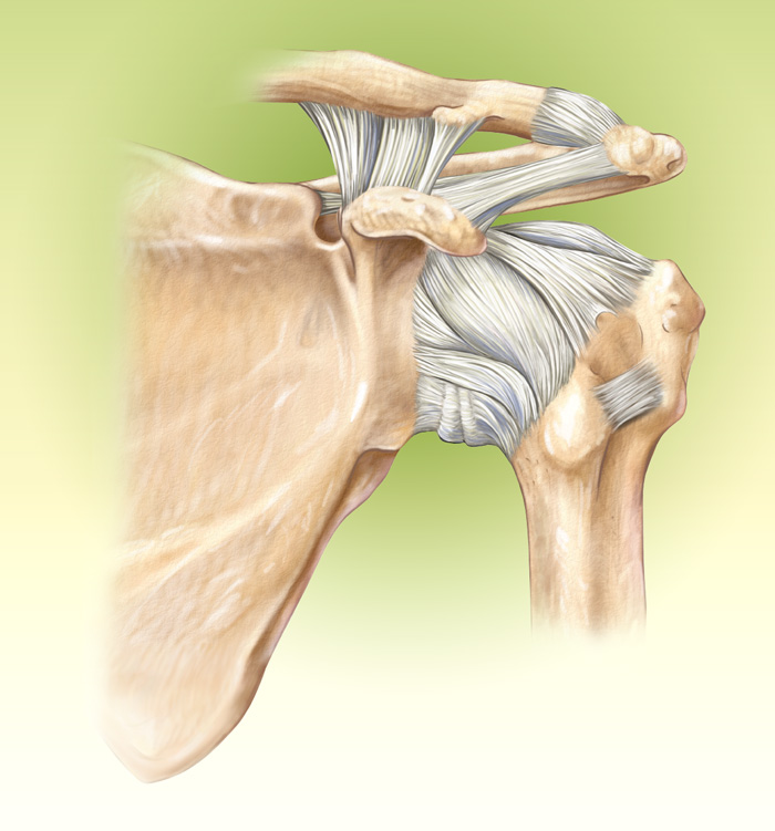 Anatomical Drawings by Anna T. at Coroflot.com