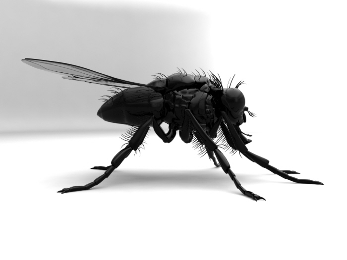 3D study "blackfly" by Márk Csikós at Coroflot.com