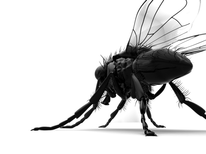 3D study "blackfly" by Márk Csikós at Coroflot.com