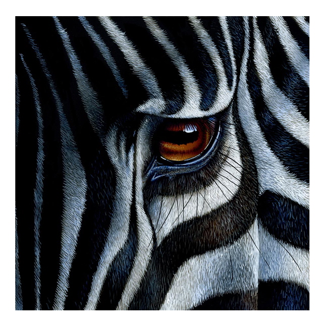 The emotional wildlife art of JUREK by Jon Wright at Coroflot.com