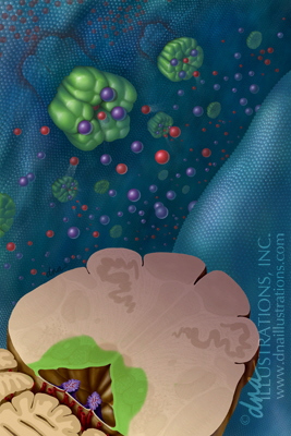 Nerve Synapse in Vomiting Center of Brainstem by David L. Baker at ...