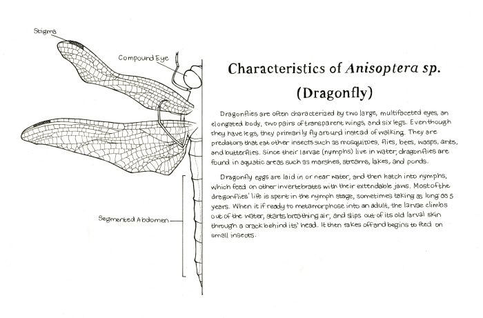 Biological Illustration by Amanda Otten at Coroflot.com
