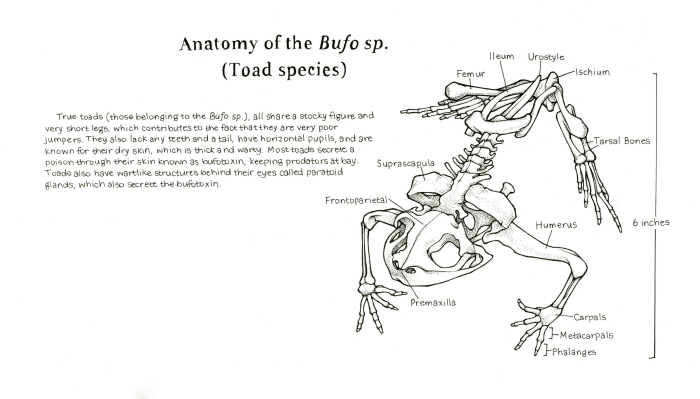 Biological Illustration by Amanda Otten at Coroflot.com